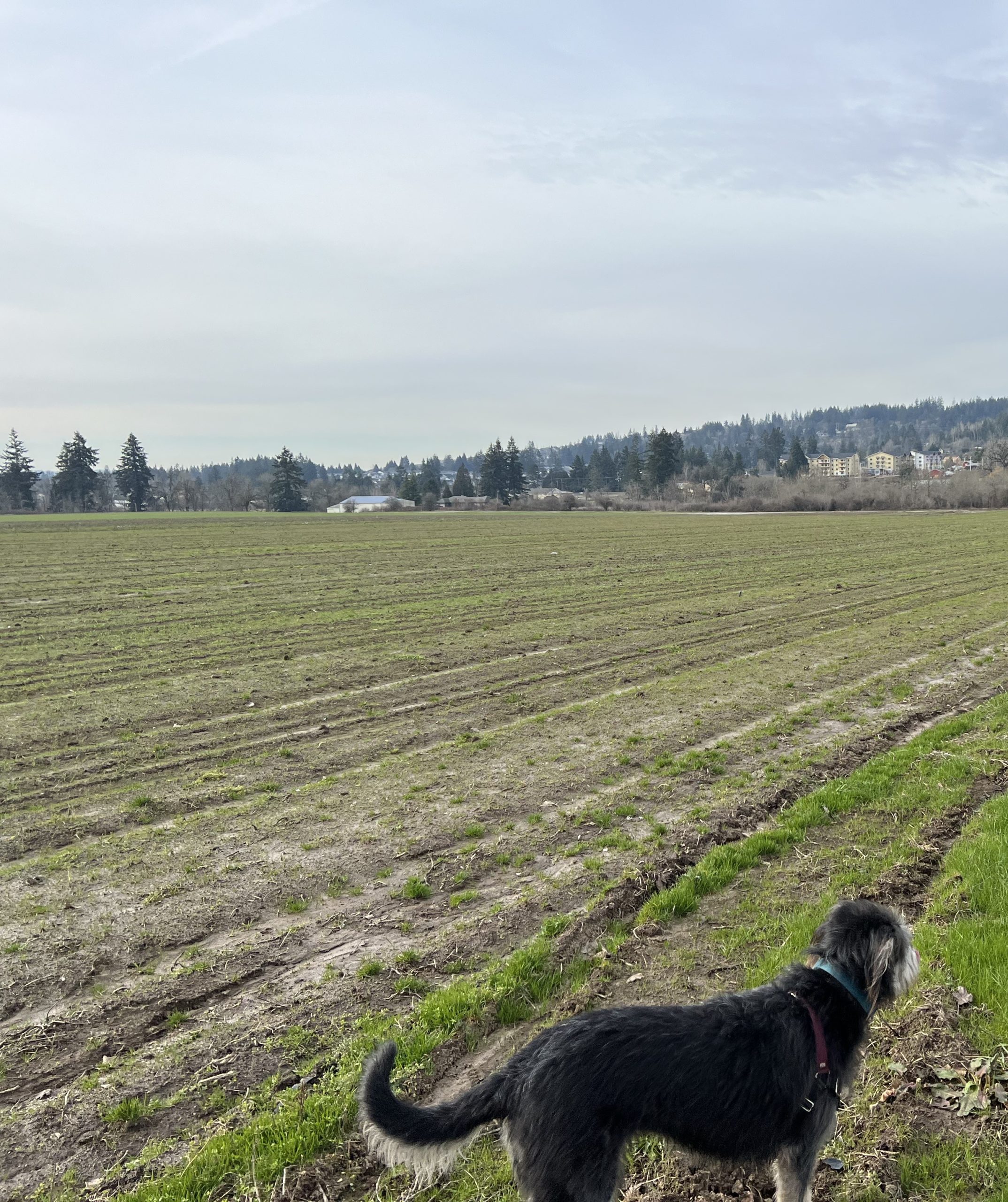 Redesigned Parking & Camping at Pickathon! - Pickathon